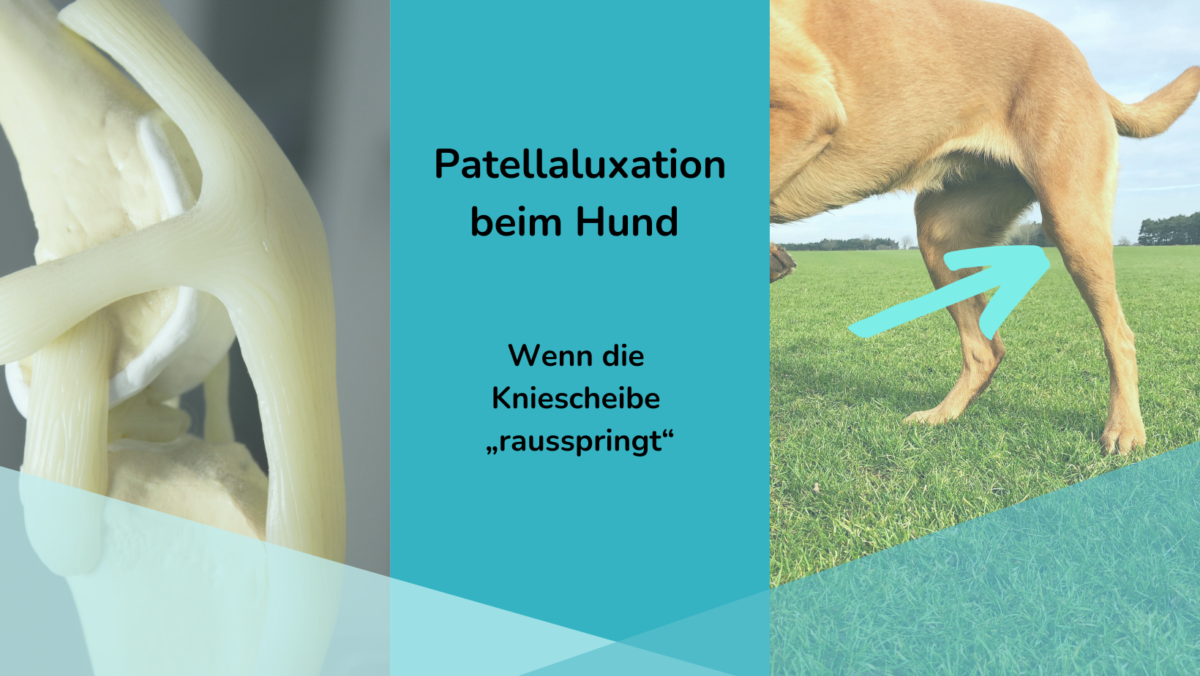 Patellaluxation beim Hund - kurz und knapp - vitaldogs